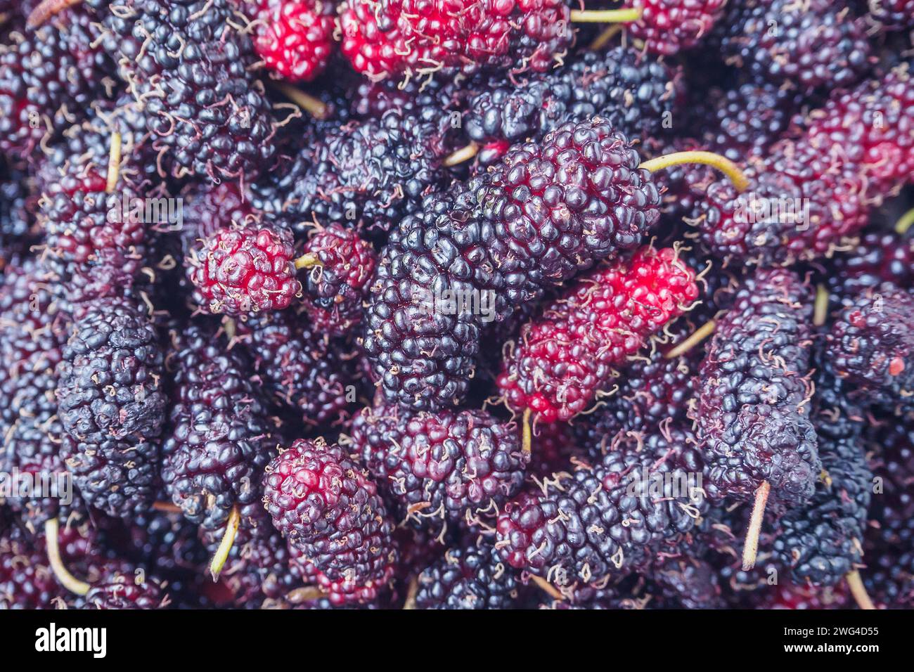 fresh mulberry closeup background Stock Photo - Alamy