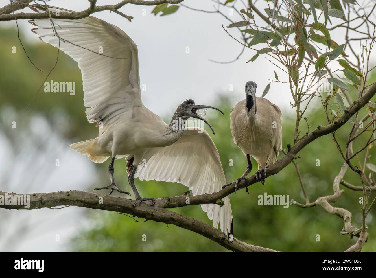 Two Australian white ibis, Threskiornis molucca, interacting on tree ...