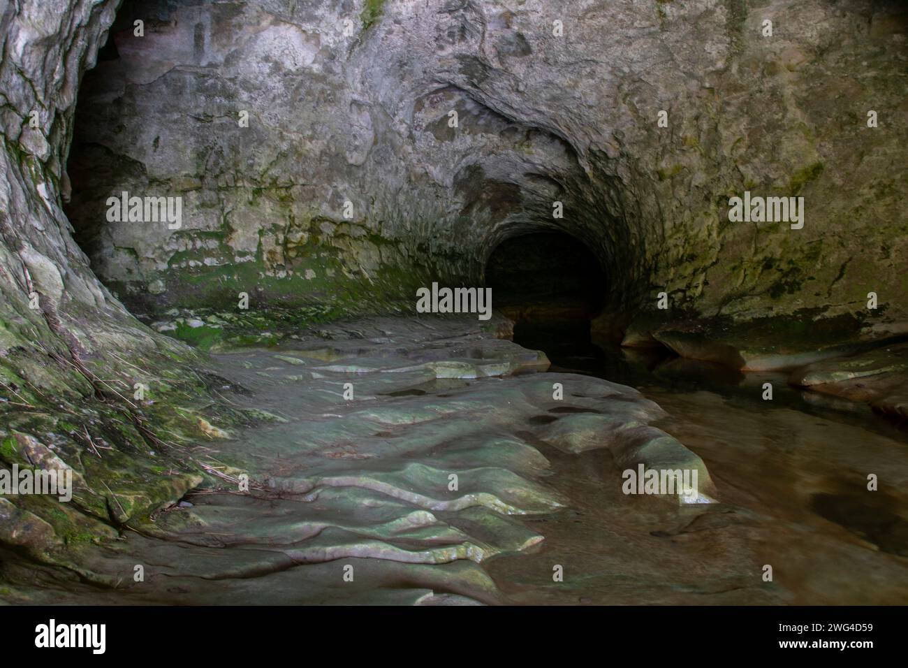 Cave Stream Scenic Reserve tracks and cave walk at New Zealand Stock ...