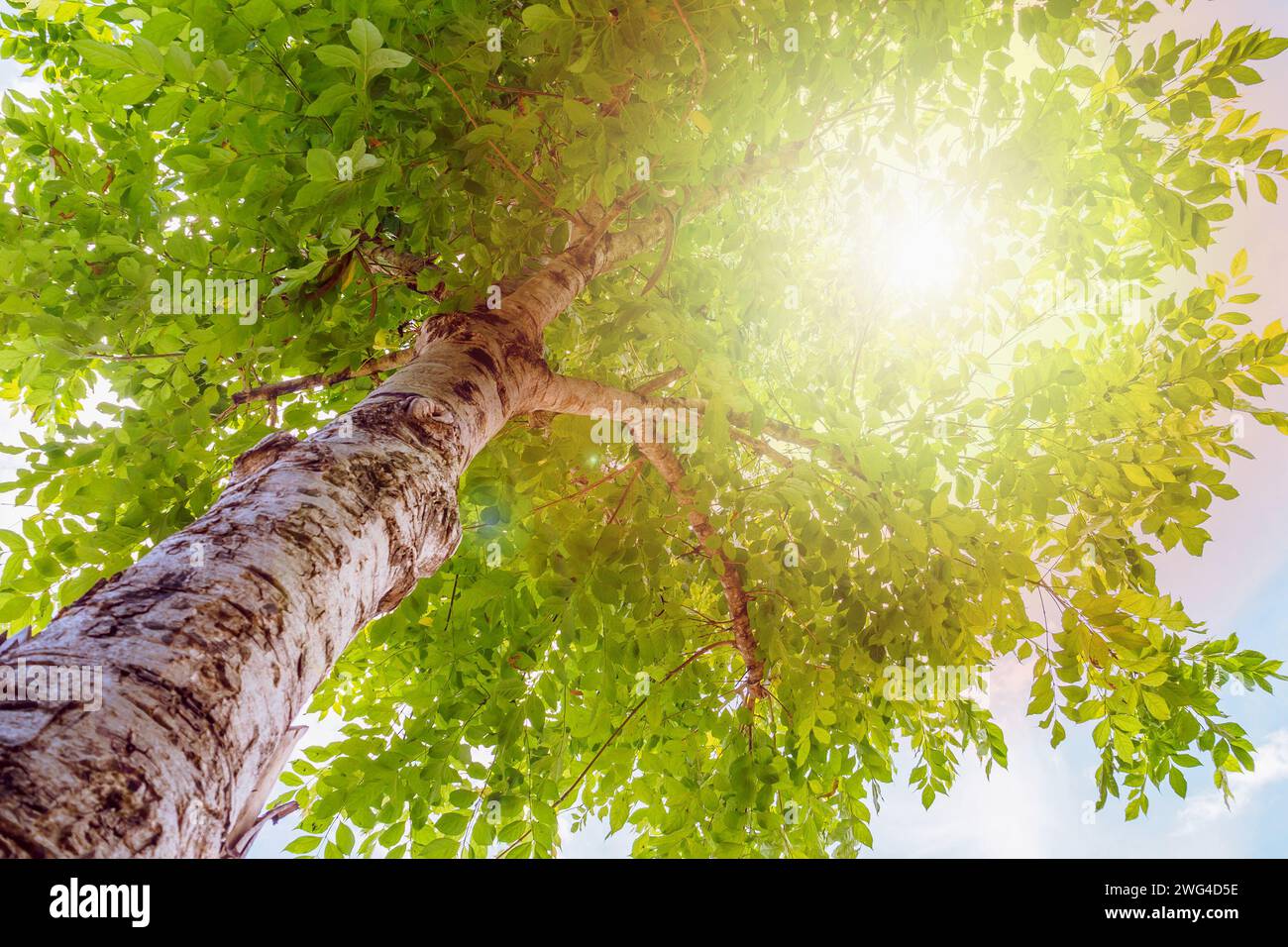 tree with sunlight background Stock Photo - Alamy