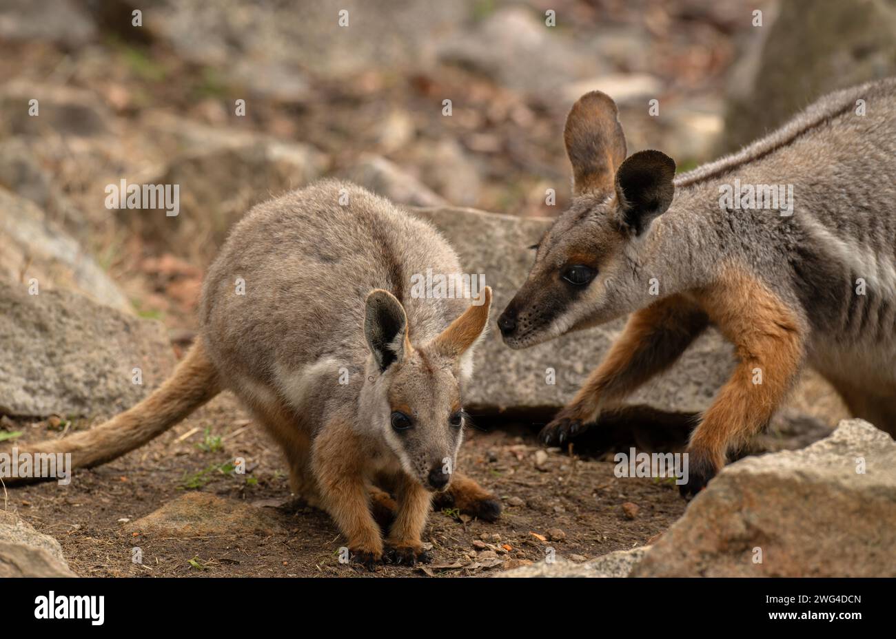 Yellow-footed rock-wallaby, Petrogale xanthopus, on rocky slope in ...