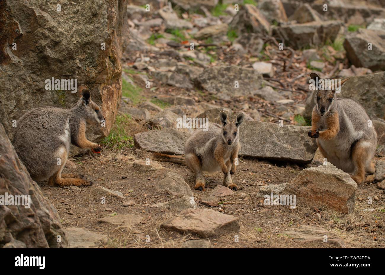 Yellow-footed rock-wallaby, Petrogale xanthopus, on rocky slope in ...