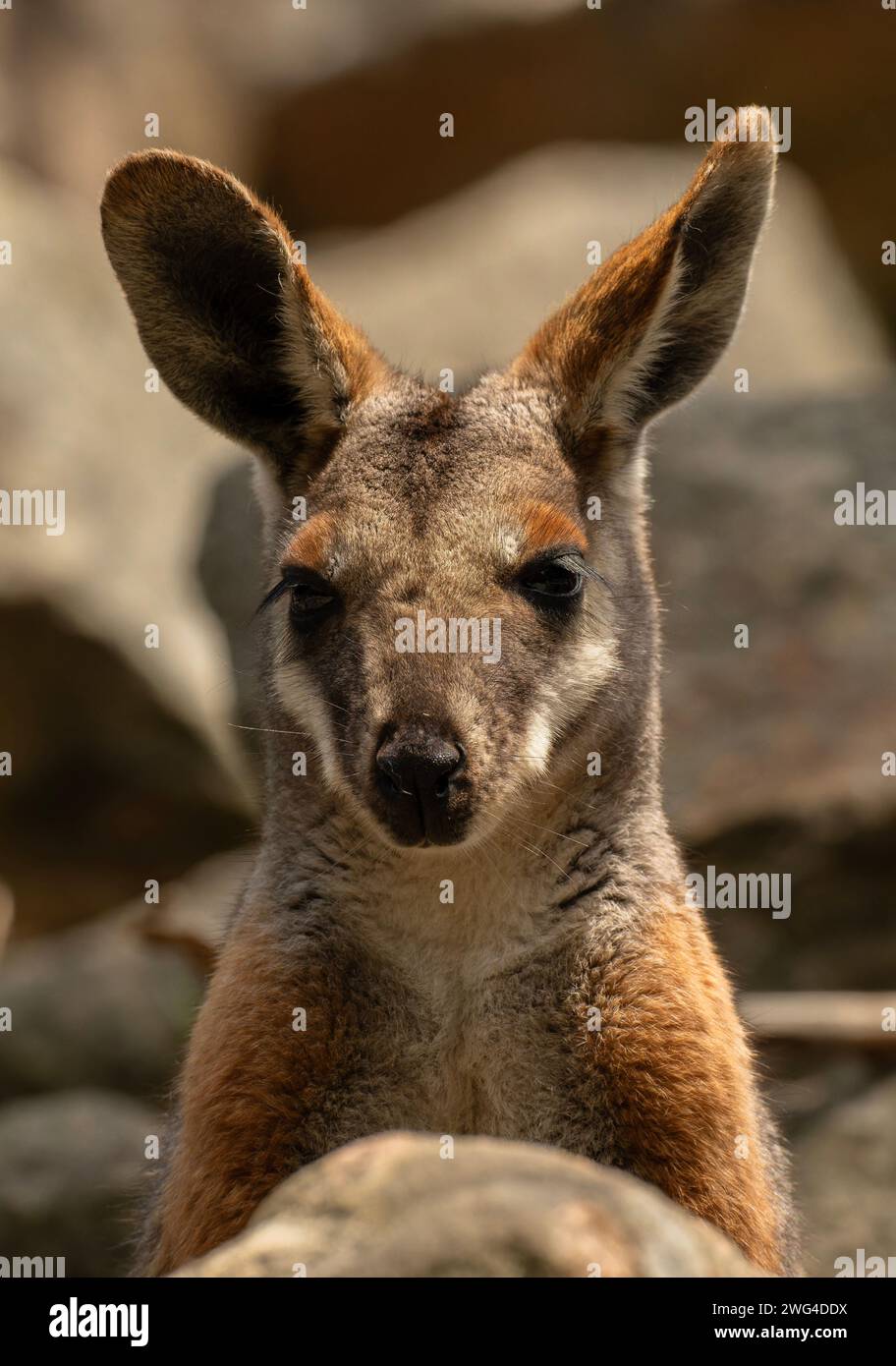 Yellow-footed rock-wallaby, Petrogale xanthopus, on rocky slope in ...