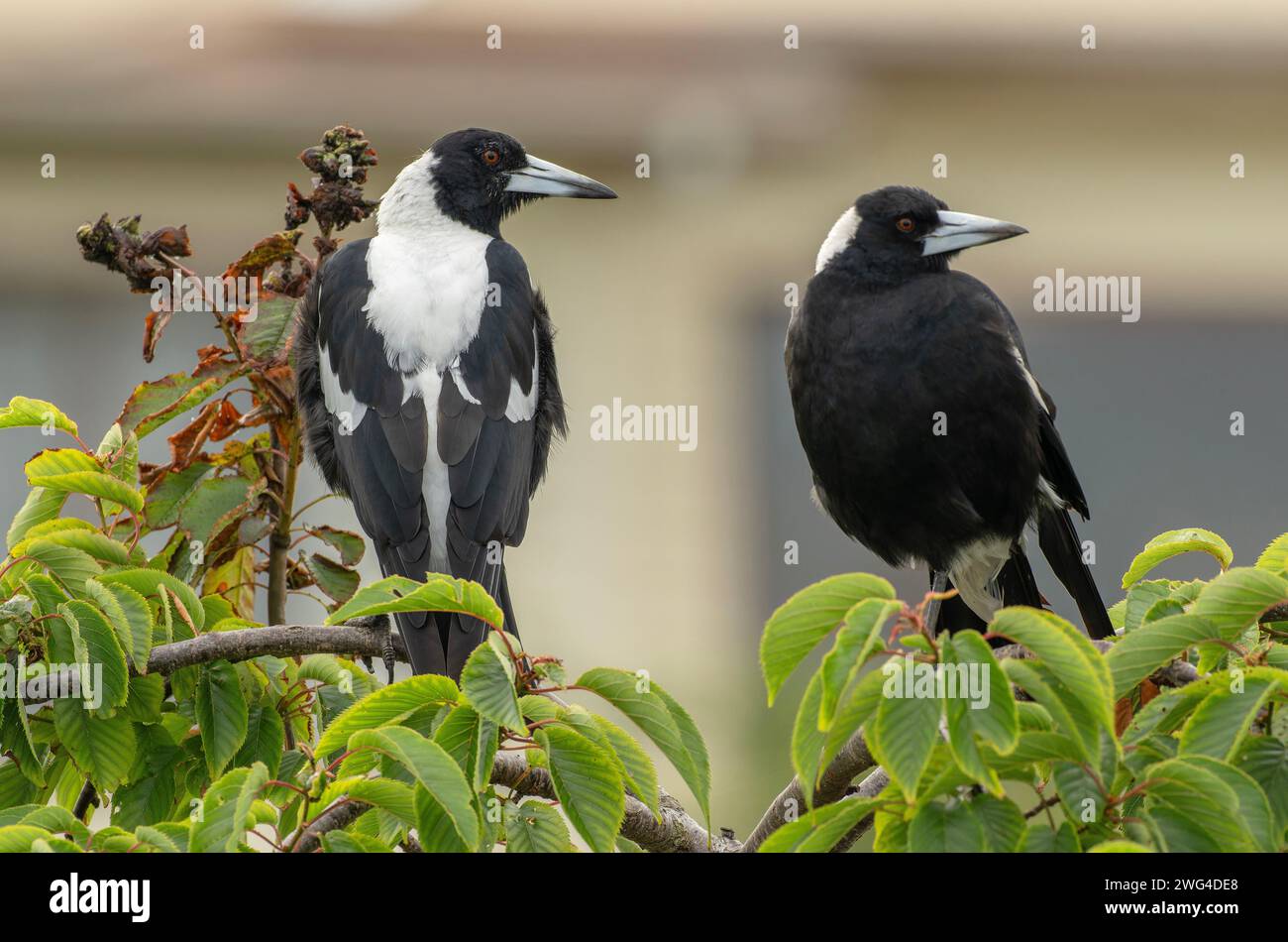 Magpies in the garden hi-res stock photography and images - Alamy