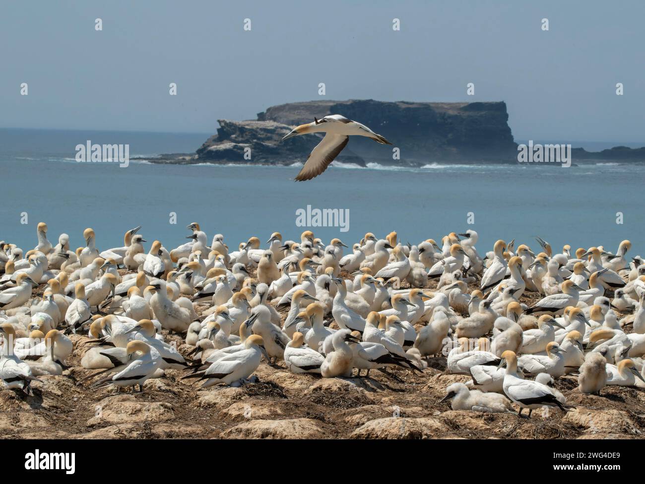 Australasian gannet, Morus serrator, in flight over mainland gannet ...