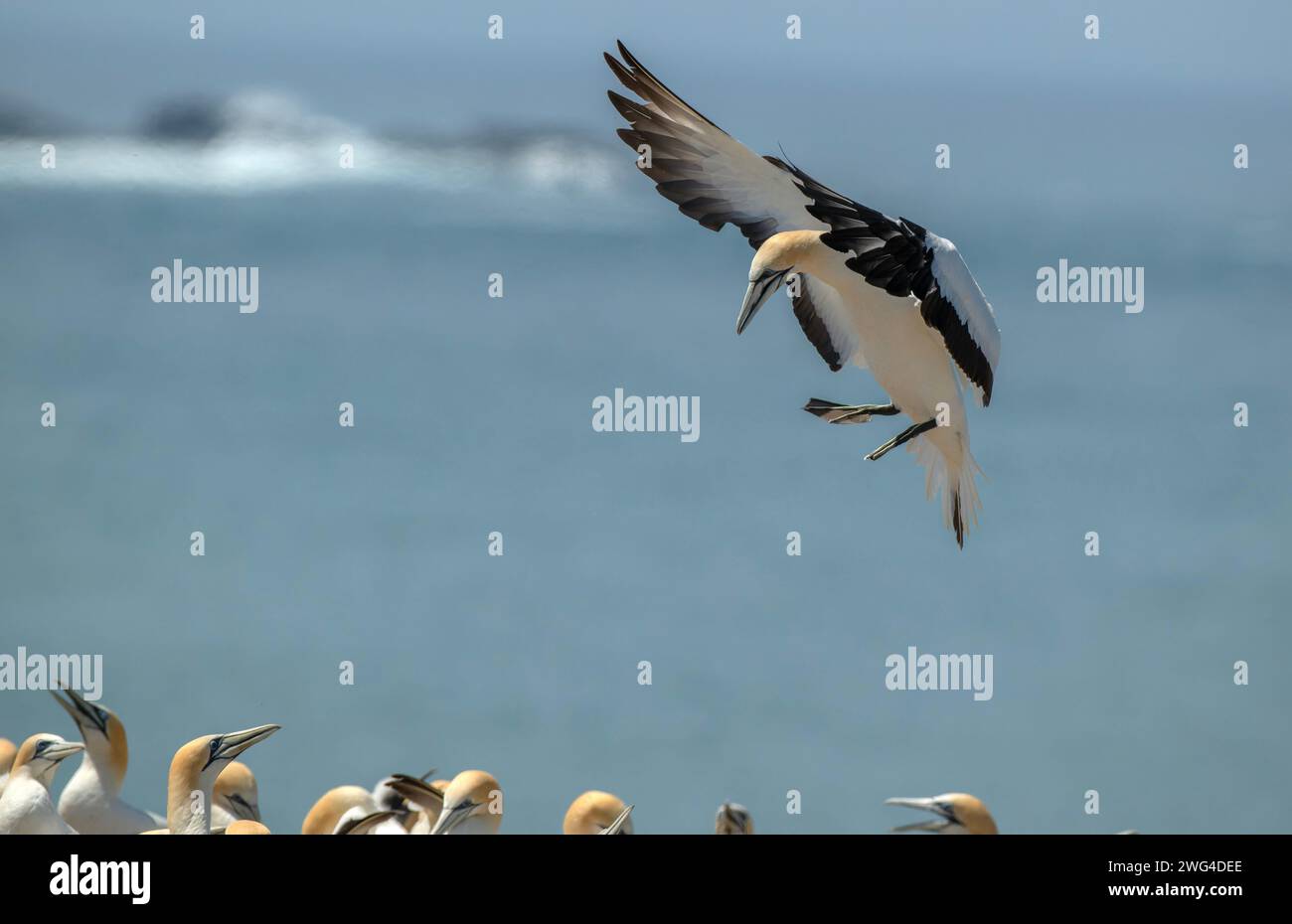 Australasian gannet, Morus serrator, in flight over mainland gannet ...