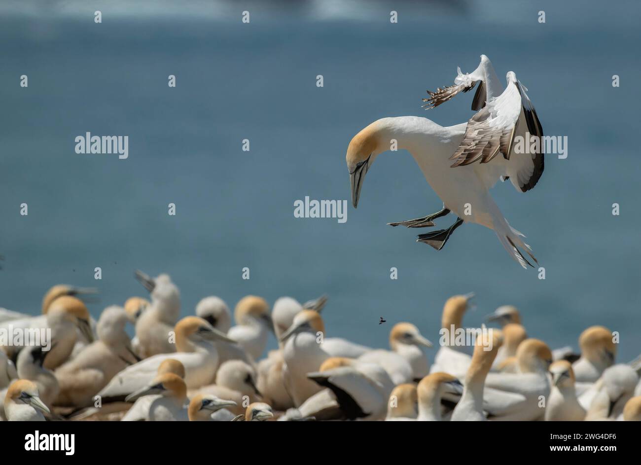 Australasian gannet, Morus serrator, in flight over mainland gannet ...