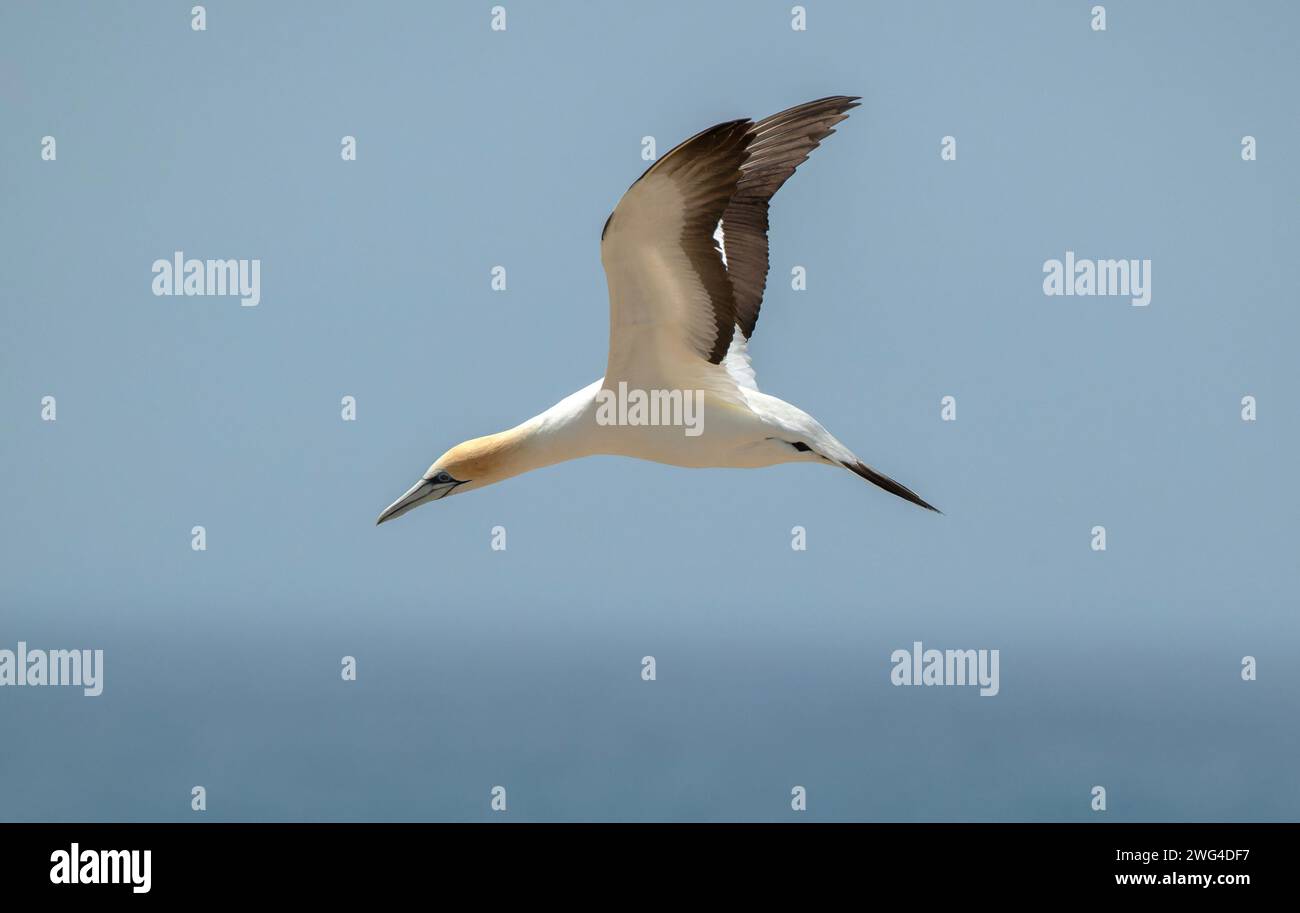 Australasian gannet, Morus serrator, in flight over mainland gannet ...