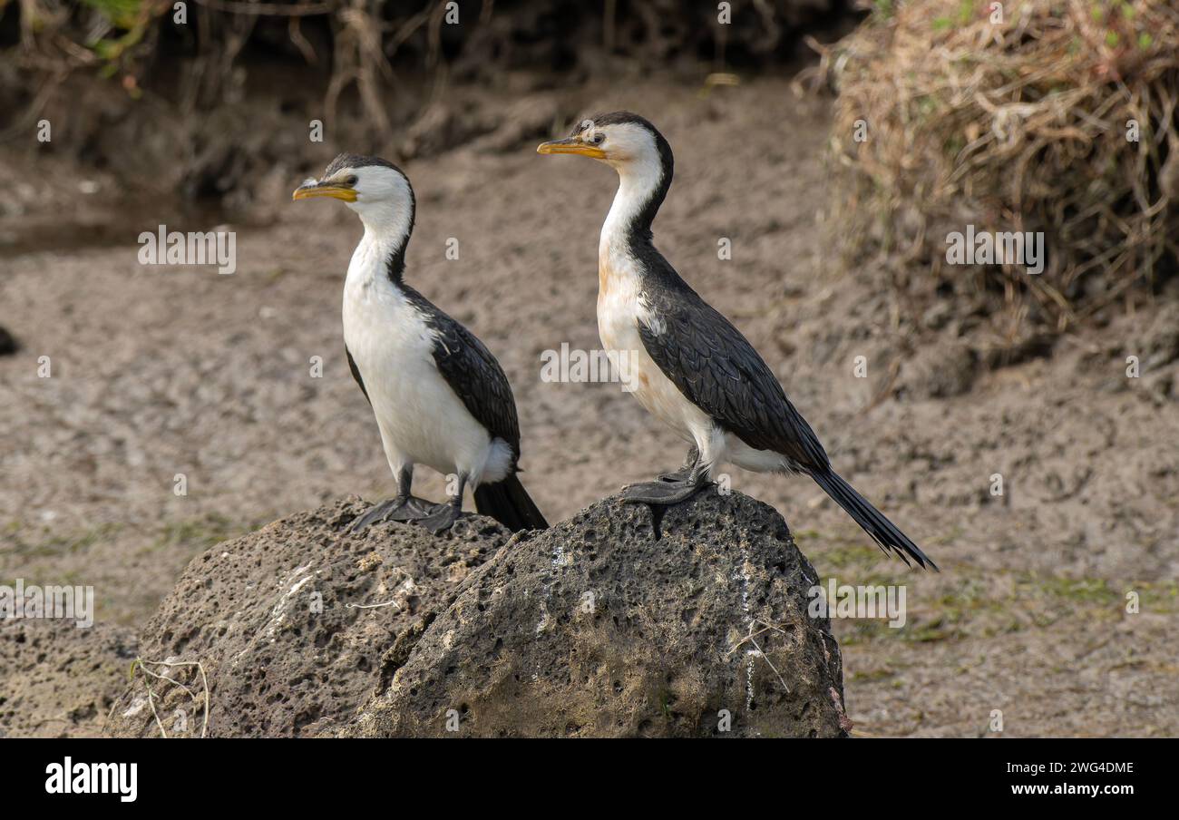Little pied cormorants, Microcarbo melanoleucos, perched on riverside ...