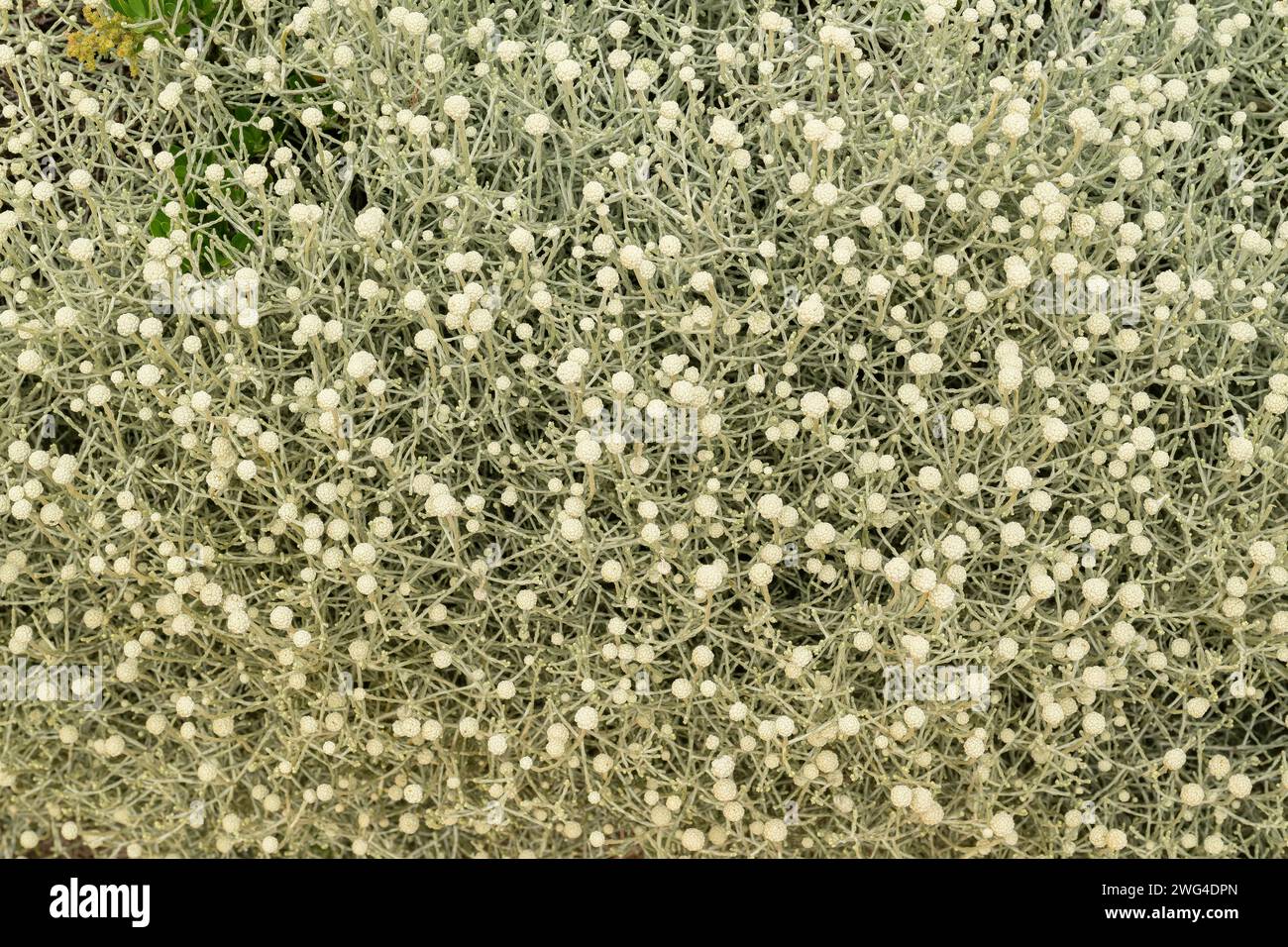 Calocephalus silver bush hi-res stock photography and images - Alamy