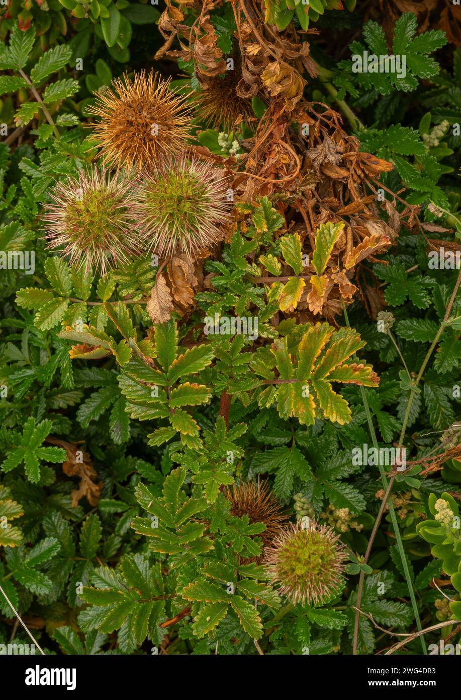 Piri-piri bur, Acaena novae-zelandiae, in flower and fruit on sandy ...