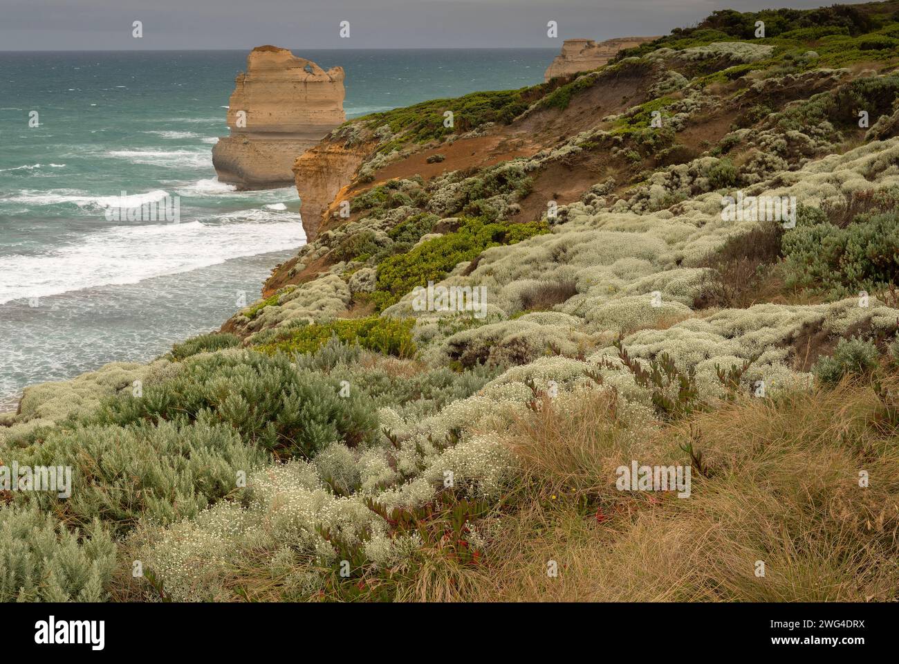 Calocephalus silver bush hi-res stock photography and images - Alamy