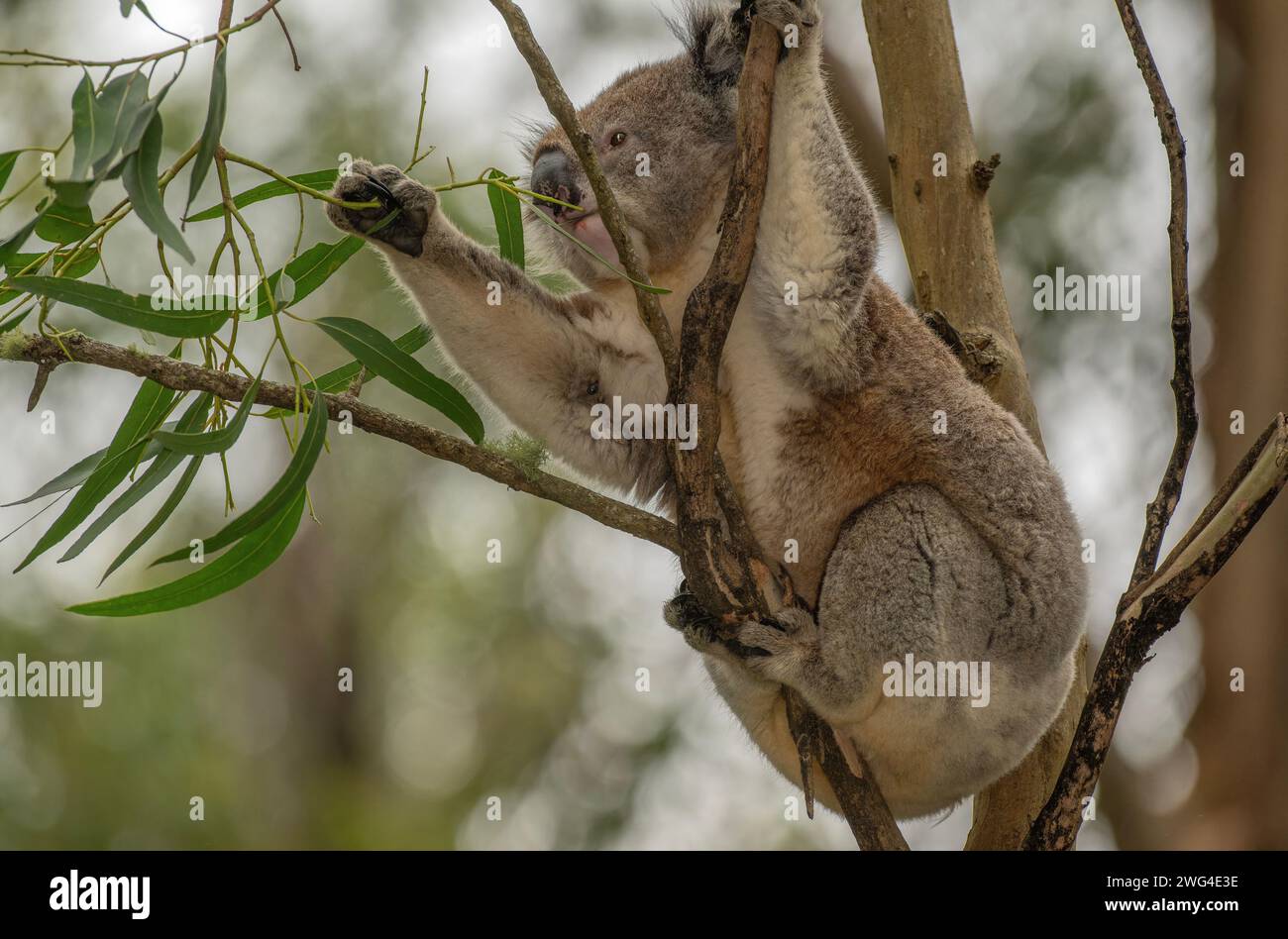 Koala, Phascolarctos cinereus, female with young, settled in Eucalyptus ...