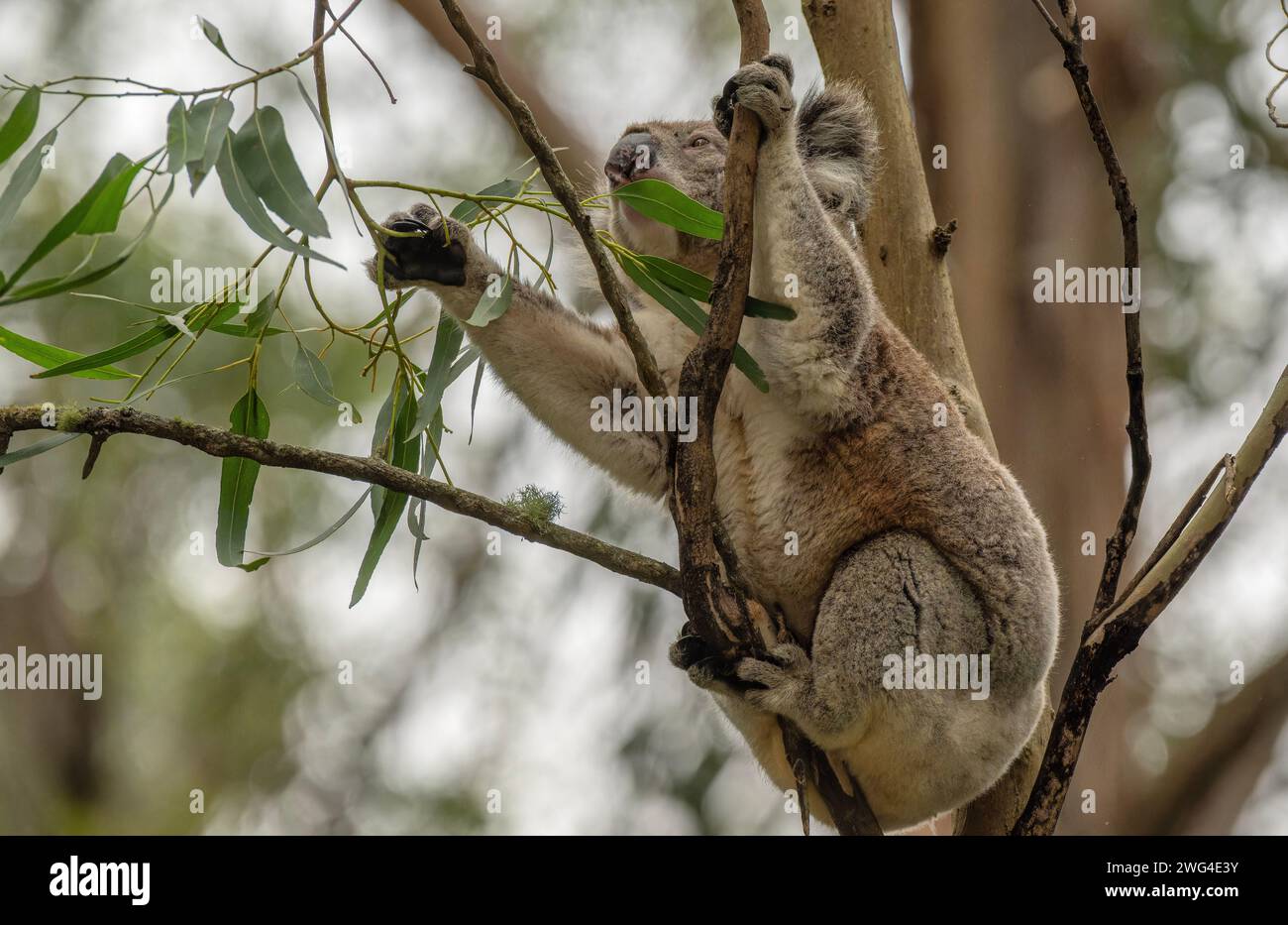 Koala, Phascolarctos cinereus, female with young, settled in Eucalyptus ...