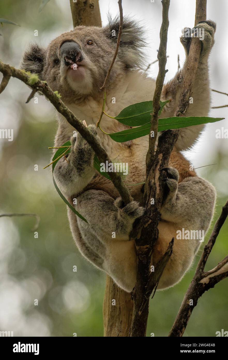 Koala, Phascolarctos cinereus, female with young, settled in Eucalyptus ...