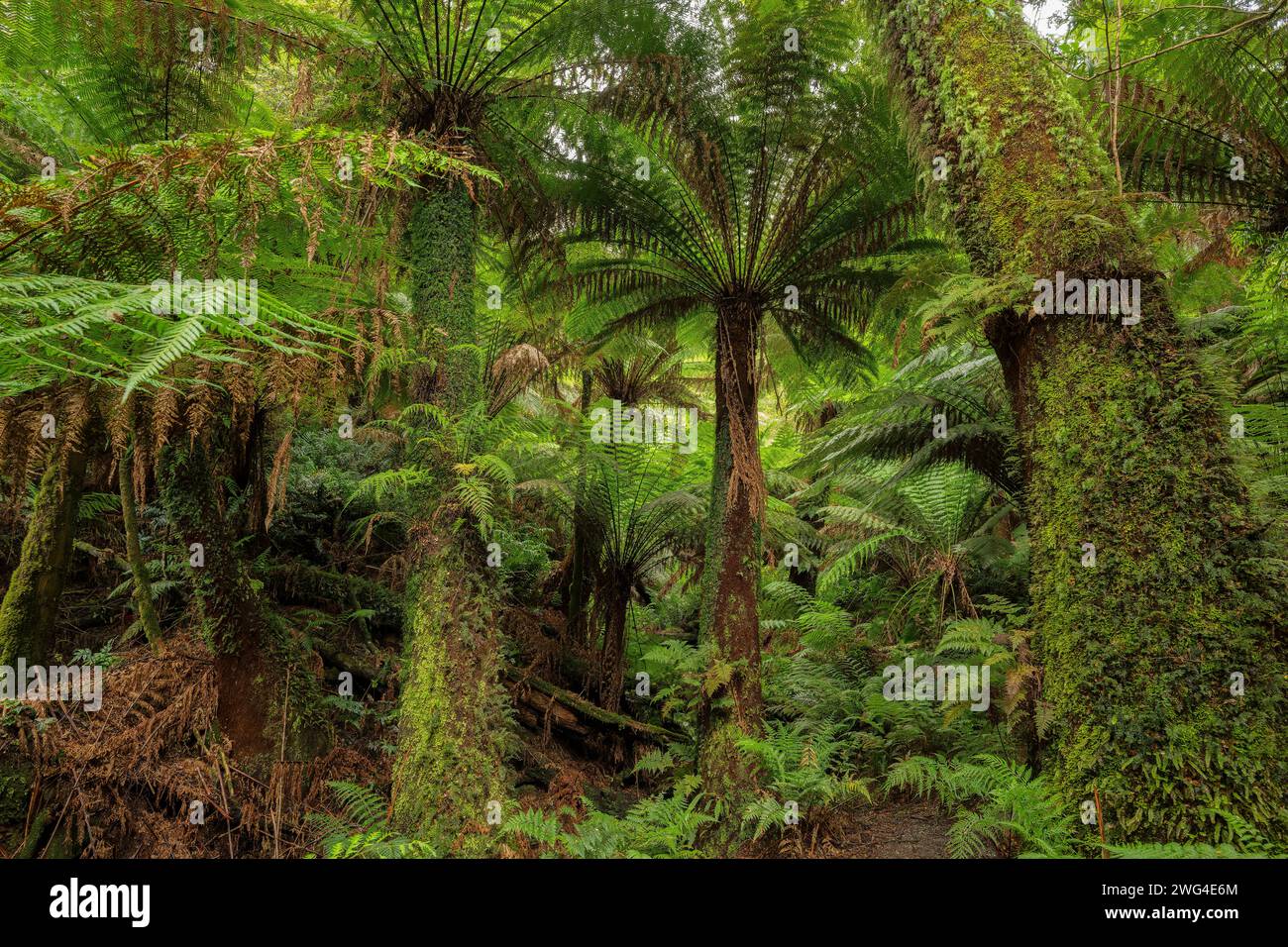 Soft tree fern, Dicksonia antarctica, and other vegetation in Melba ...