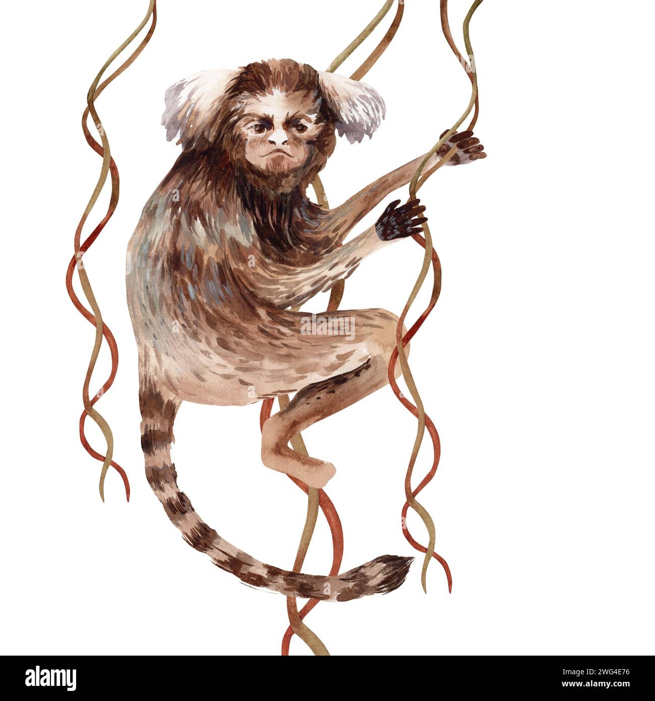 Monkey swinging on the branches of a vine, watercolor illustration on a ...