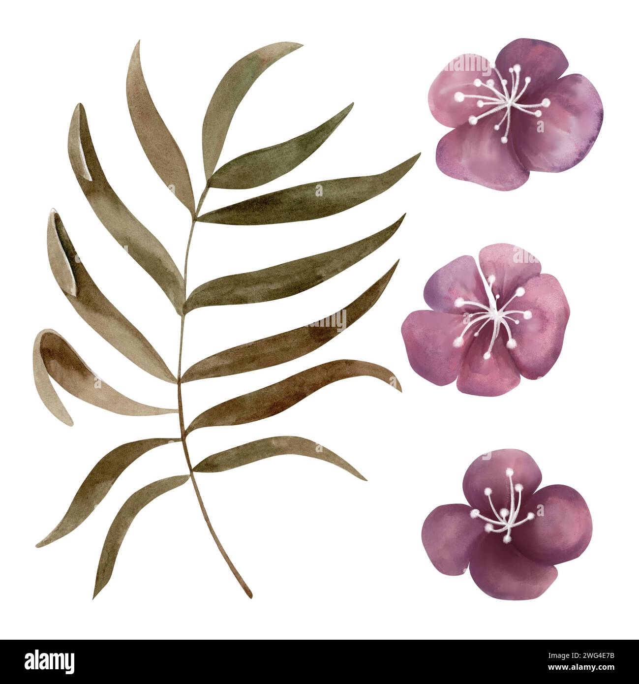 Set of watercolor tropical leaves and flowers on a white background ...