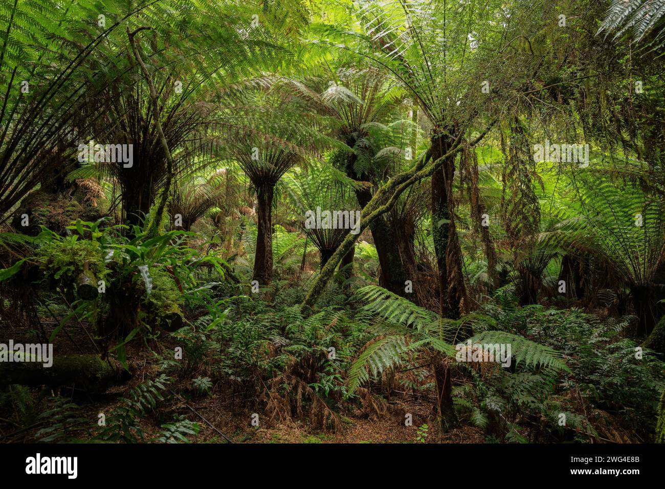 Soft tree fern, Dicksonia antarctica, and other vegetation in Melba ...