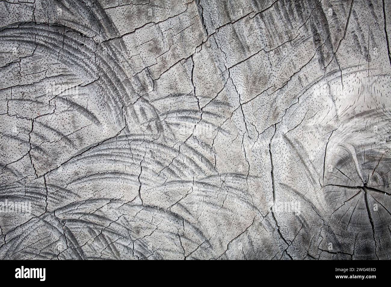 Old wood cut texture background Stock Photo - Alamy