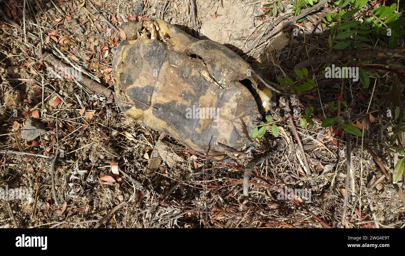 The broken carapace and remains of a large dead turtle during a dry ...