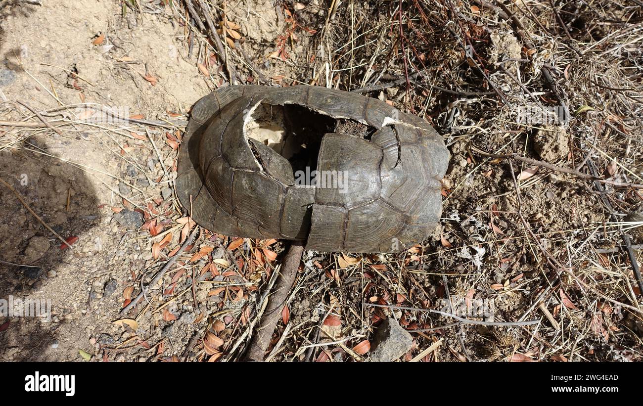 The broken carapace and remains of a large dead turtle during a dry ...