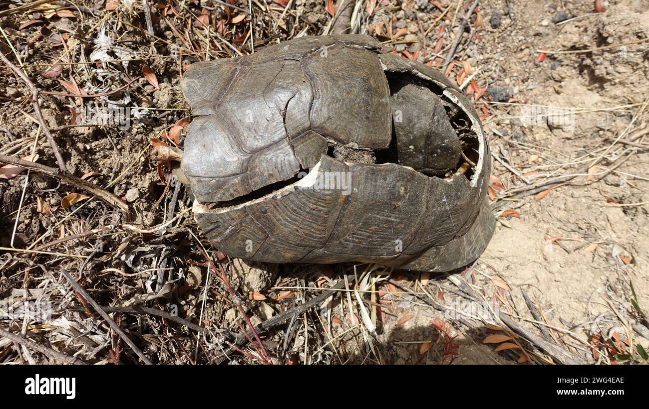 The broken carapace and remains of a large dead turtle during a dry ...