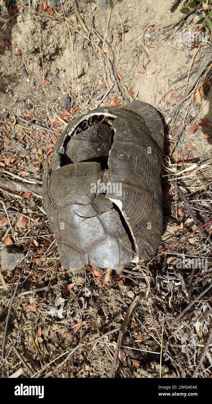 Dead turtle hi-res stock photography and images - Alamy
