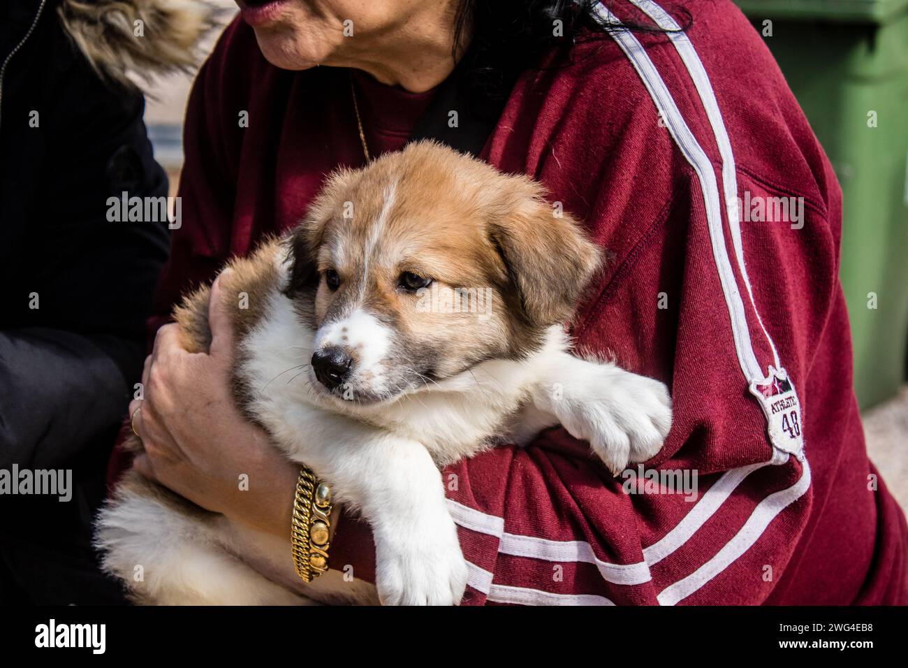 Tel Aviv, Israel – February 2, 2024 New owner of dog from the SOS ...