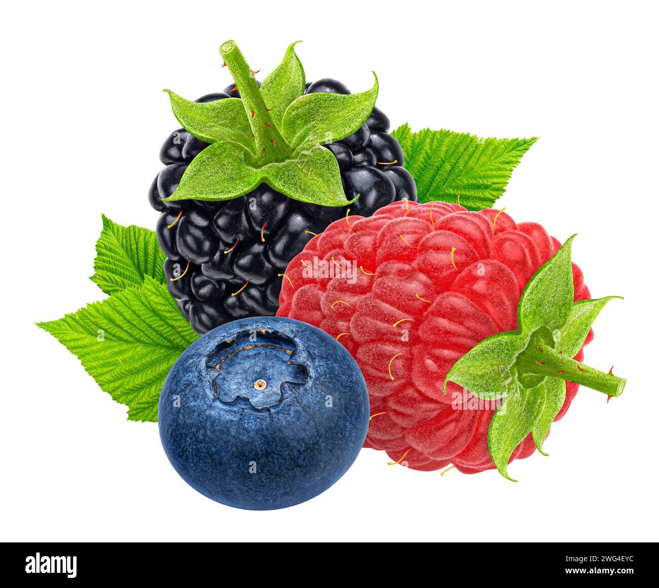 An illustration of a blackberry, raspberry and a blueberry on a white ...