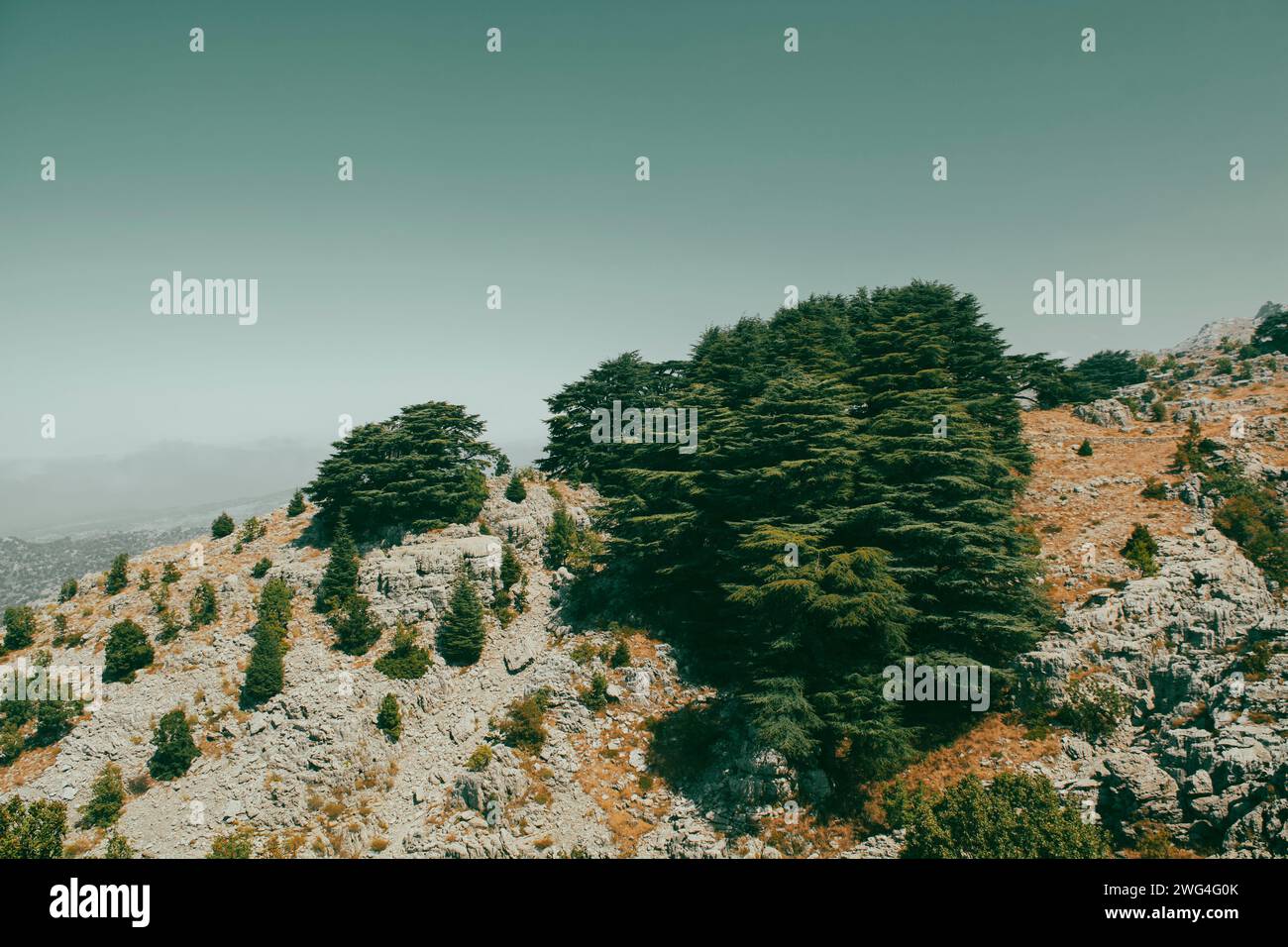 Cedars of Jaj Keserwan district Lebanon Middle East Stock Photo - Alamy