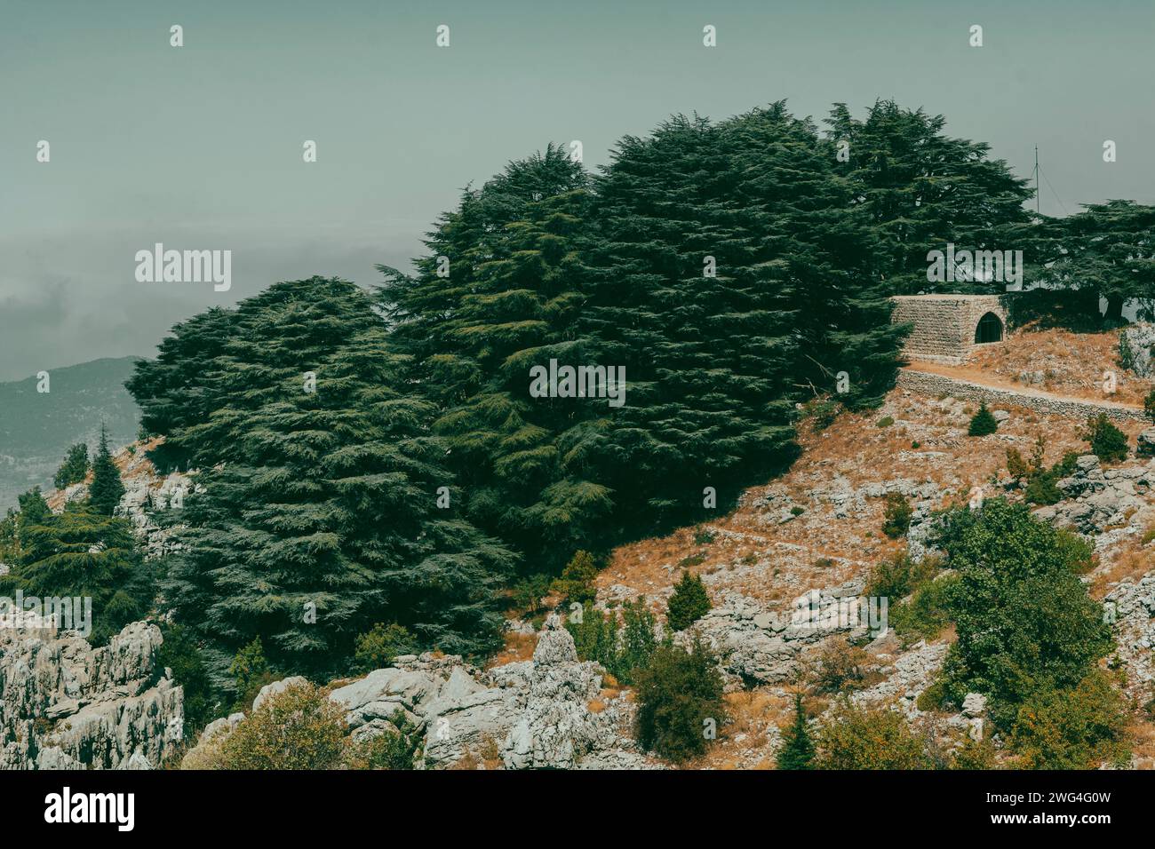 Cedars of Jaj Keserwan district Lebanon Middle East Stock Photo - Alamy
