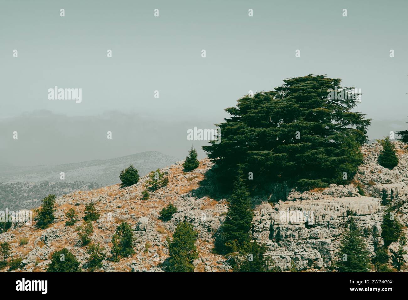 Cedars of Jaj Keserwan district Lebanon Middle East Stock Photo - Alamy