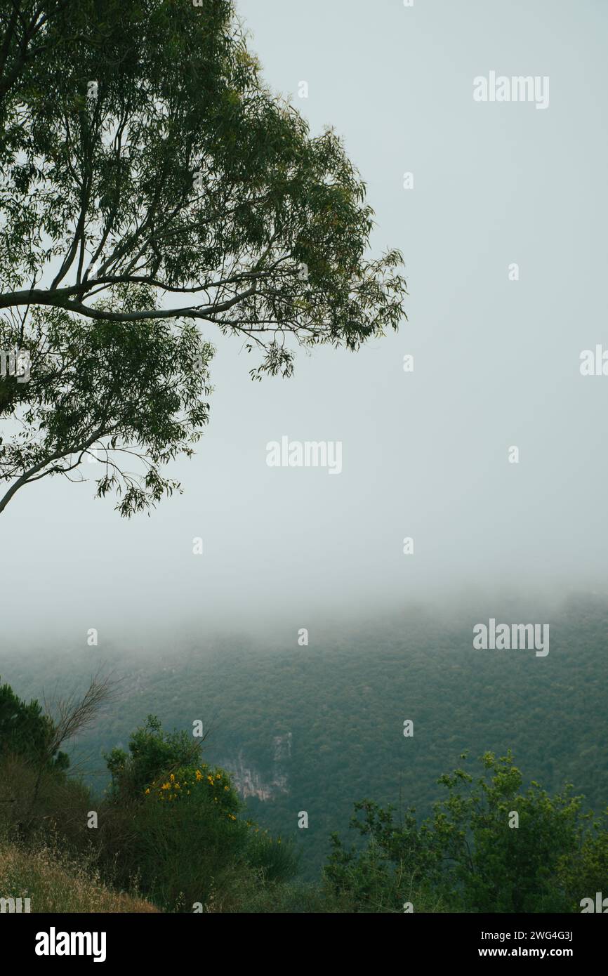 Atmospheric mountain fog hi-res stock photography and images - Alamy