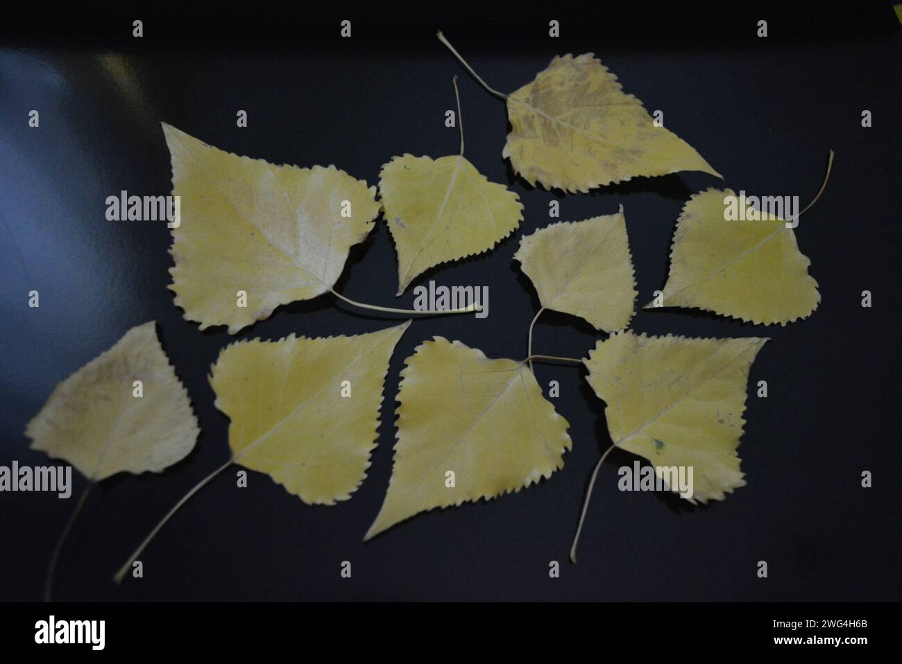 Yellow poplar leaves are laid out on glossy black background Stock ...