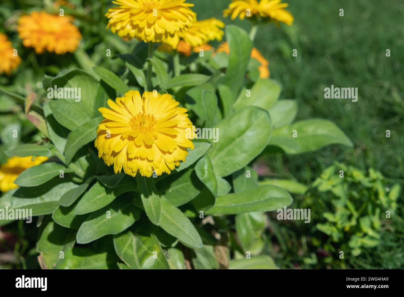 Yellow marigold flower with double blossoms (Genus Calendula) Space for ...