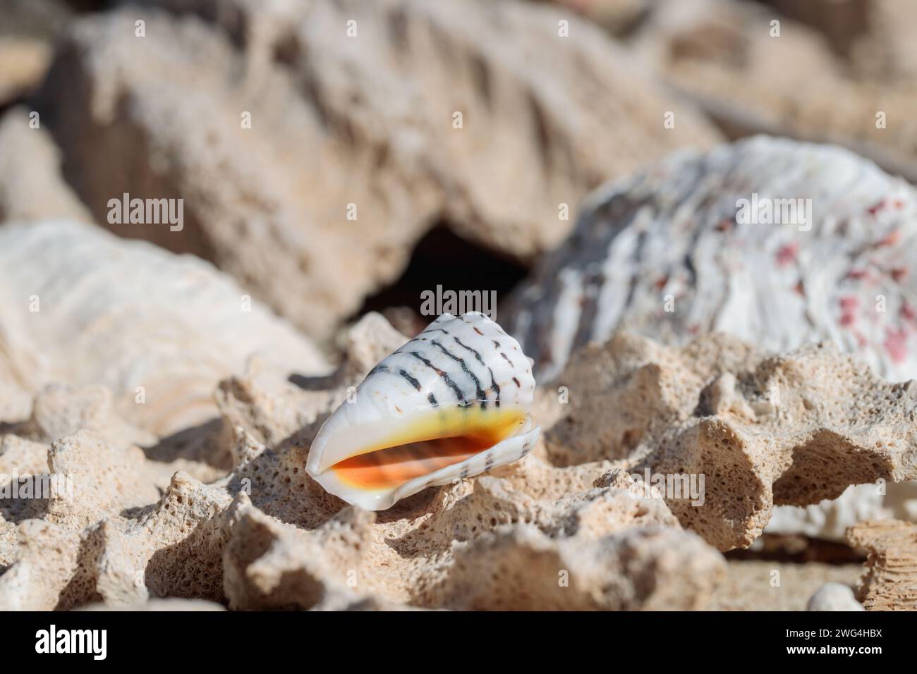 Cone snail shell hi-res stock photography and images - Alamy
