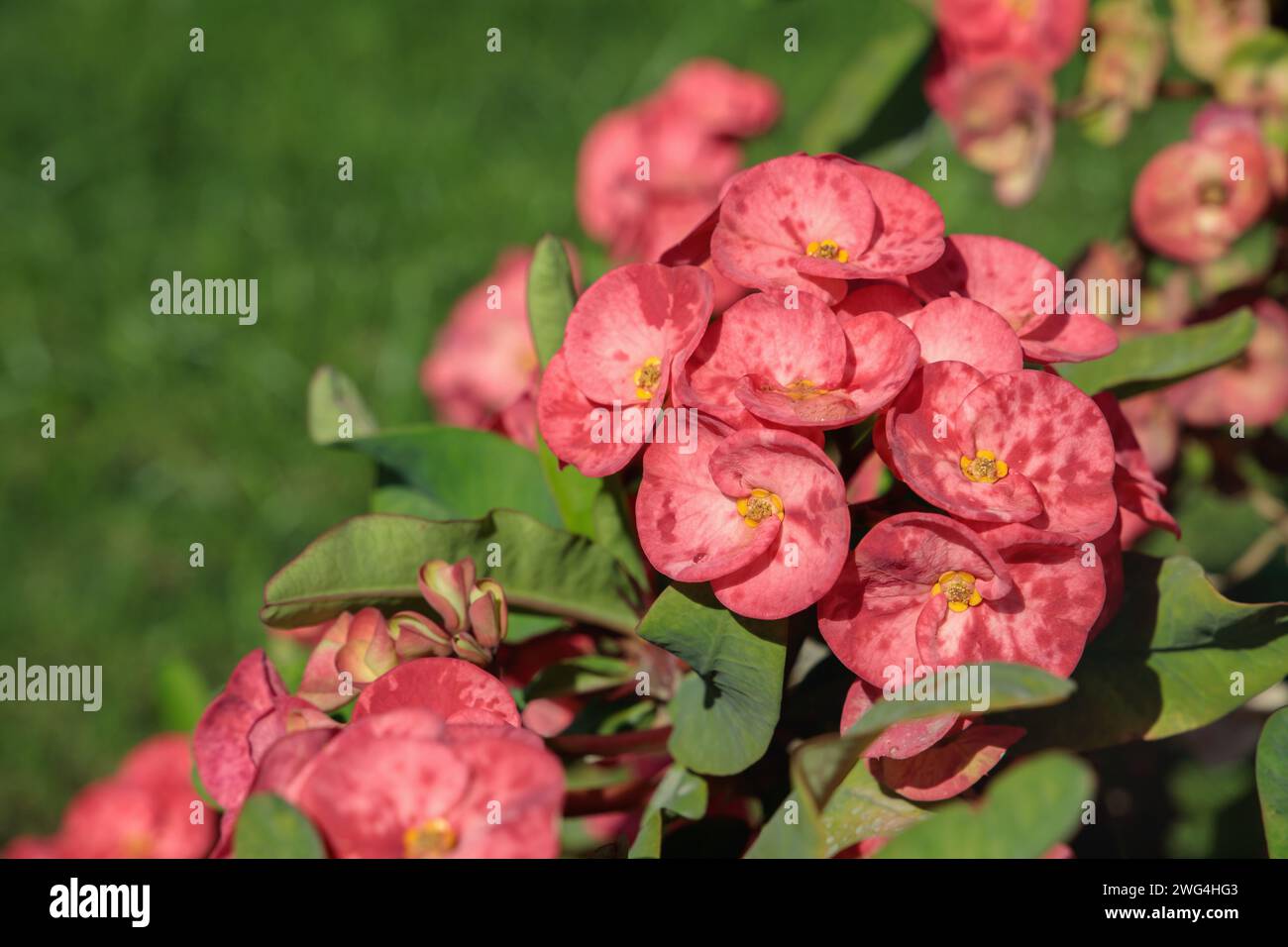 Blooming, pink crown of thorns (Euphorbia milii Stock Photo - Alamy