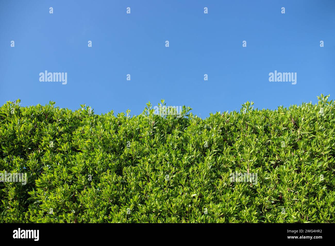 Green, thick hedge before blue sky. Space for your text Stock Photo - Alamy