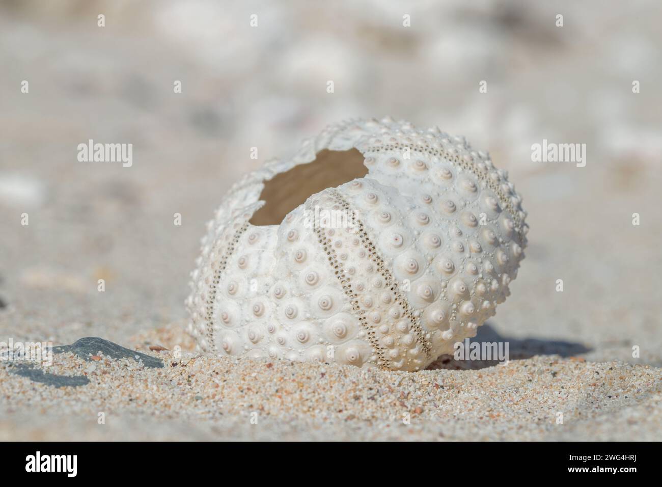 Skeleton of a sea urchin in a sandy beach Stock Photo - Alamy