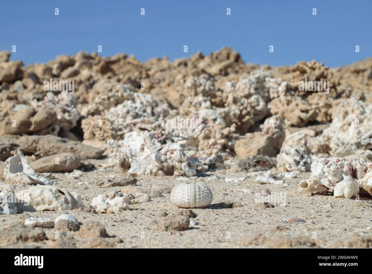Skeleton of a sea urchin and other remains of marine life washed ashore ...