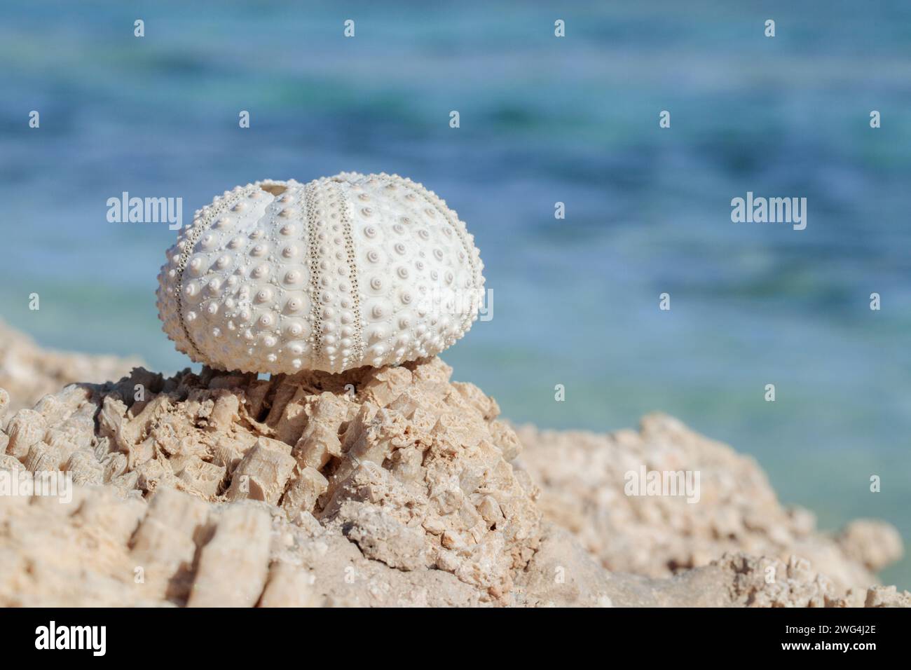 Red sea bleached coral hi-res stock photography and images - Alamy