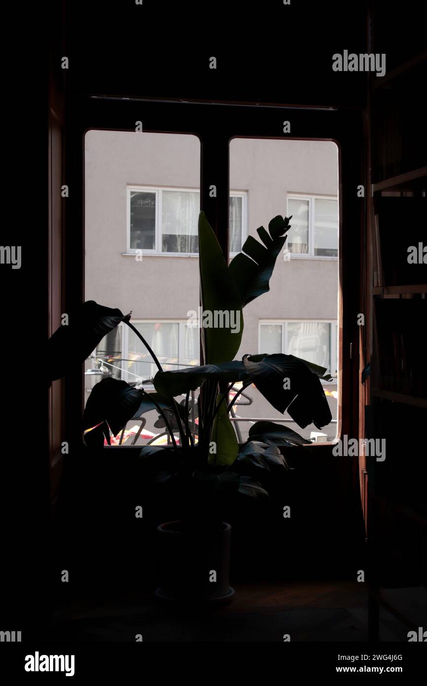 potted tree in front of the window, dimly dark inside, bright outside ...