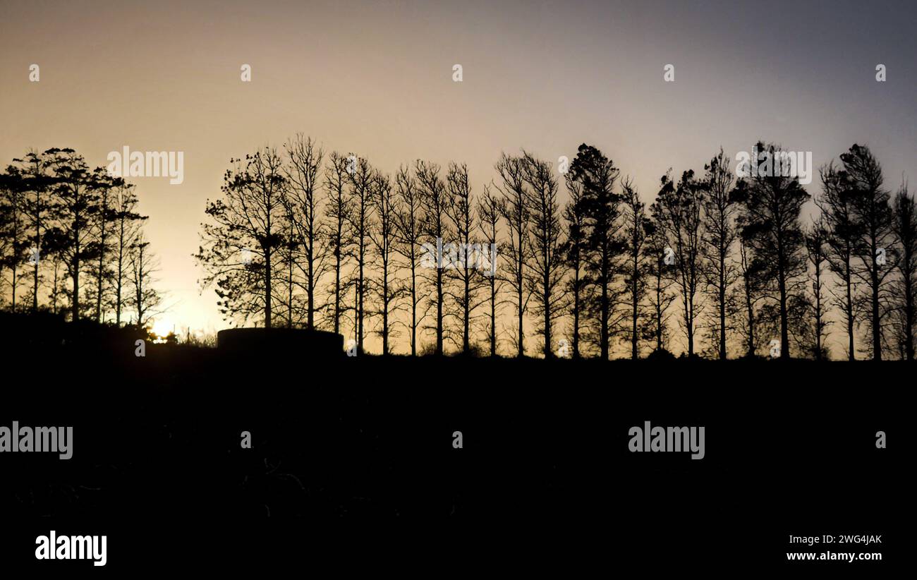 View sunrise through trees hi-res stock photography and images - Alamy