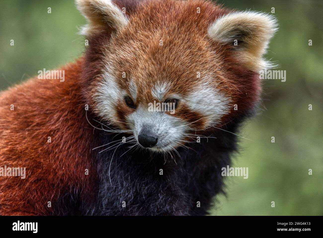 Red panda close up portrait in forest Stock Photo - Alamy