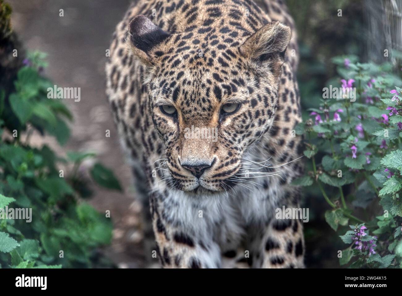 Persian leopard (Panthera pardus saxicolor), known as the Caucasian ...