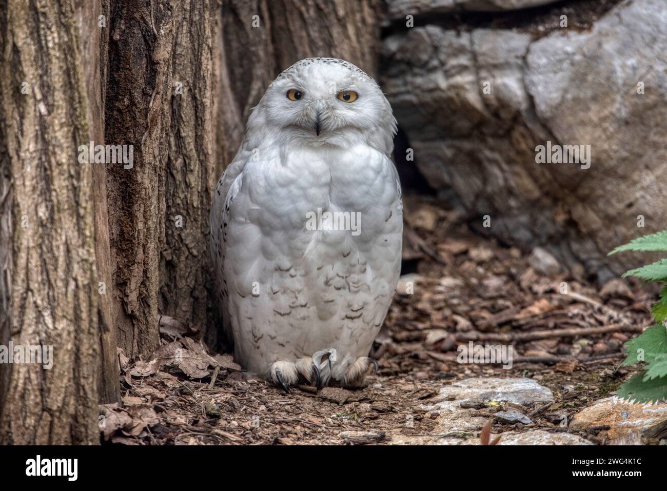 portrait of a beautiful snowy owl in zoo Ljubljana Stock Photo - Alamy