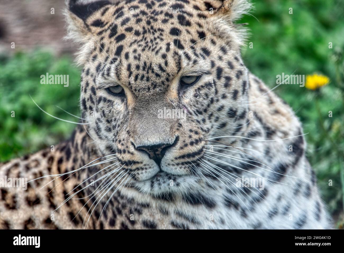 Persian leopard (Panthera pardus saxicolor), known as the Caucasian ...