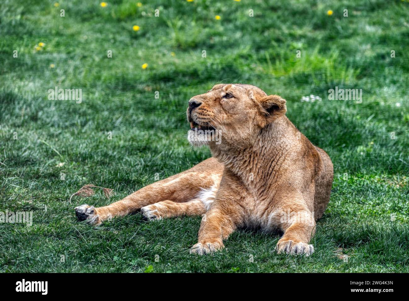 Close up portrait from side face ferocious carnivore female lion stare ...