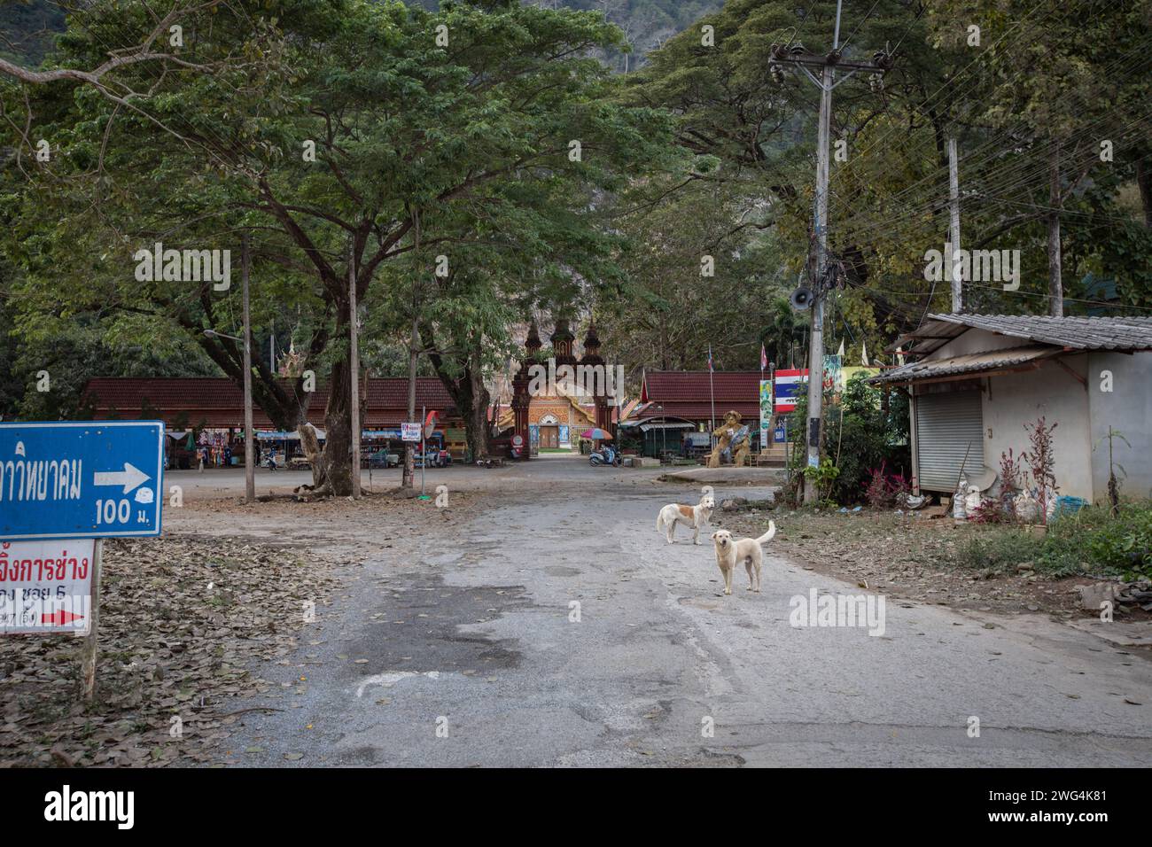 Dogs stand at the entrance of the Wat Tham Pla Temple. Wat Tham Pla ...